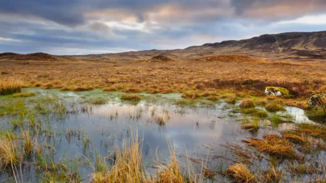 Bog Mummies Reveal Details About Human Life Thousands of Years Ago ...