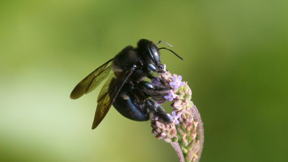 Bees Underwent Massive Extinction Along With Dinosaurs, Researchers Say ...