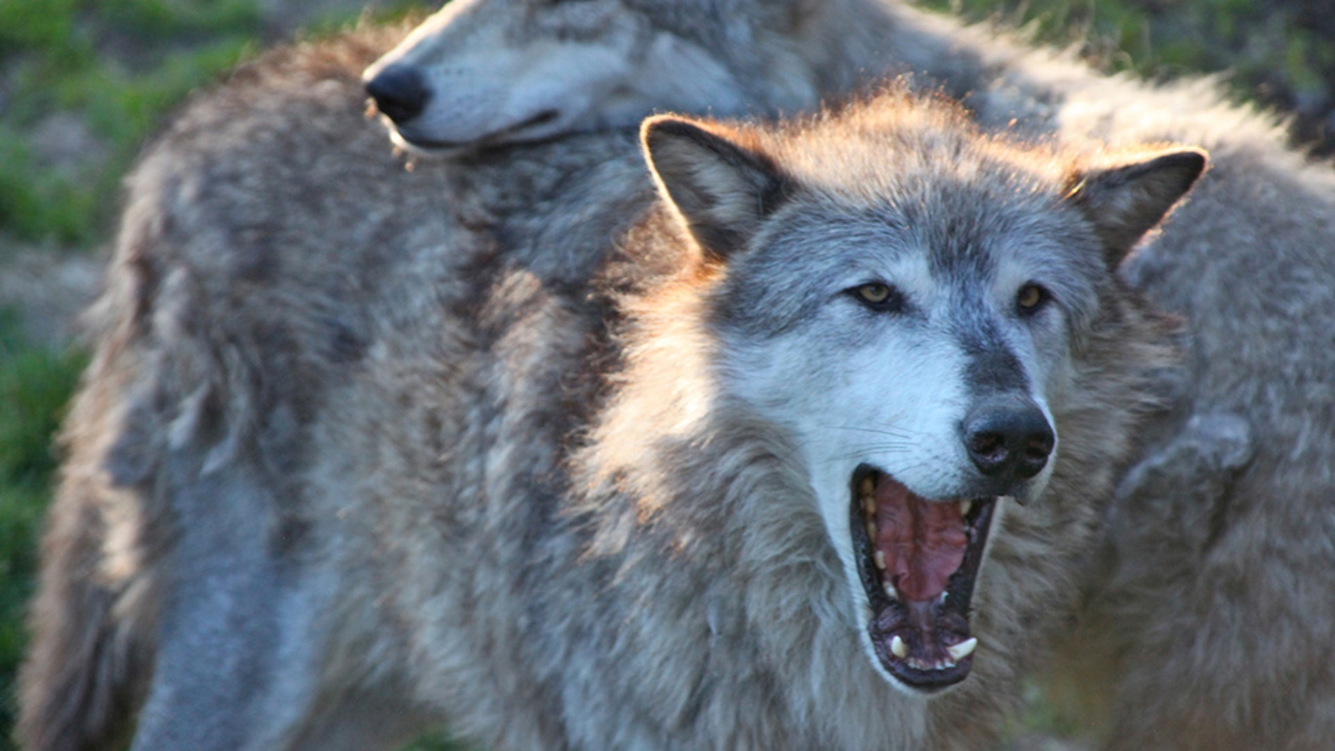 Arizona Gray Wolf Sightings Confirmed | The Weather Channel