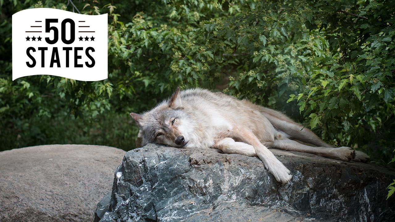 Incredible Places to See Wildlife in Every State (PHOTOS) | The Weather ...