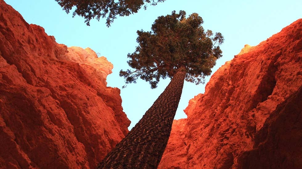 This Canyon is Home to Giant Trees (PHOTOS) | The Weather Channel