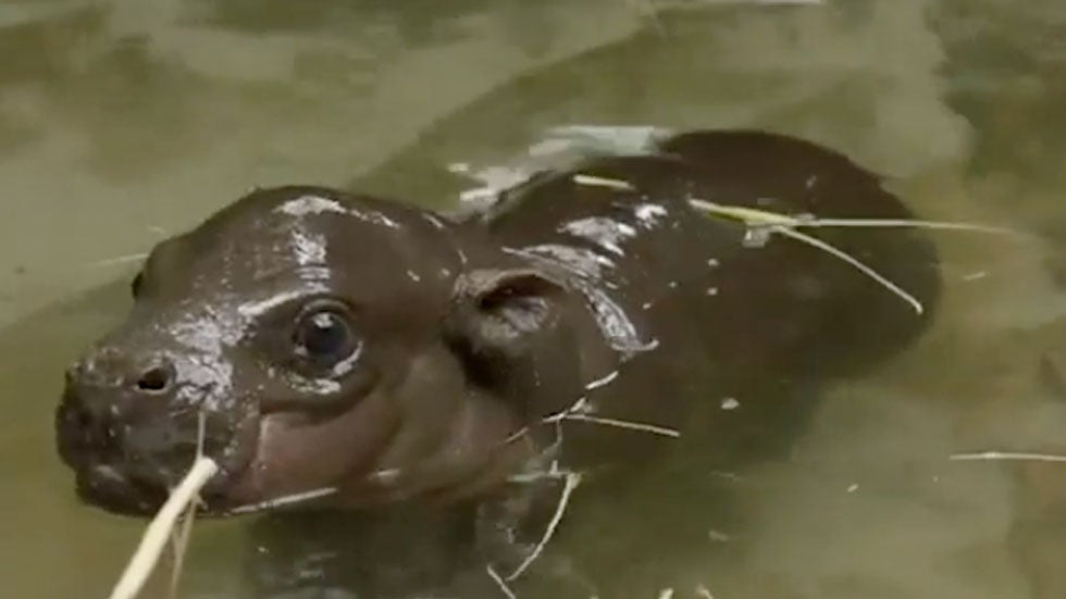 Baby Hippo Born for First Time in 30 Years - Videos from The Weather ...