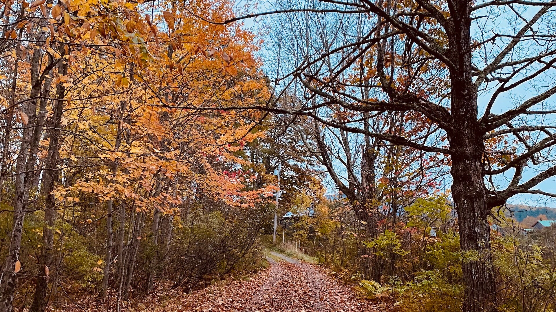 Weather Words: Fall Vs. Autumn | Weather.com