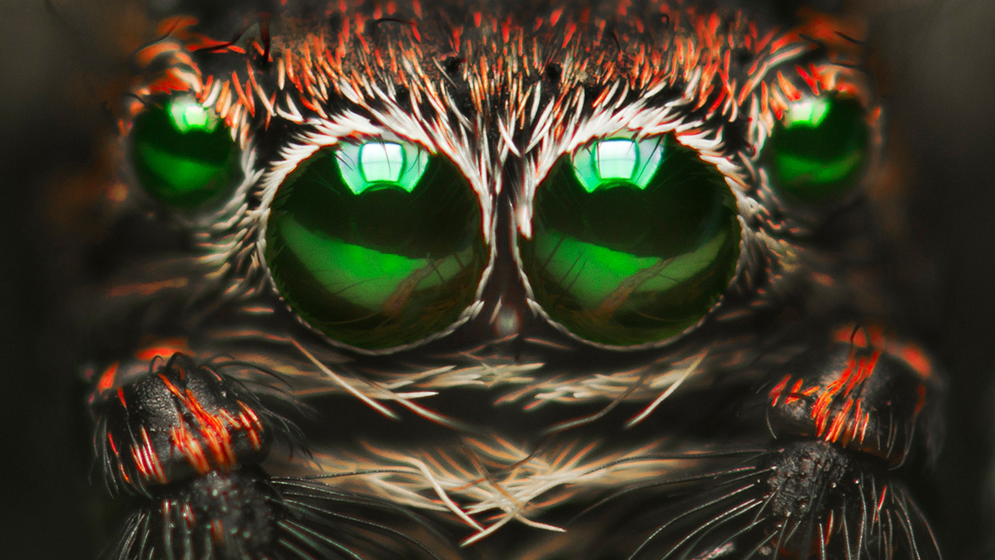 Beautifully Creepy Photos Show Spider Faces Up Close | The Weather Channel