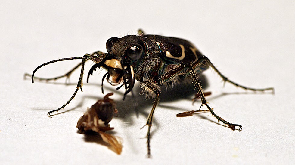 Tiger Beetles Run So Fast They Need Their Antennae to Avoid Crashes ...