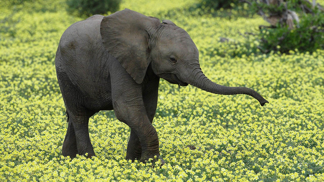 PHOTOS: Animals at the Mashatu Game Reserve Enjoy Spring Blossoms | The ...