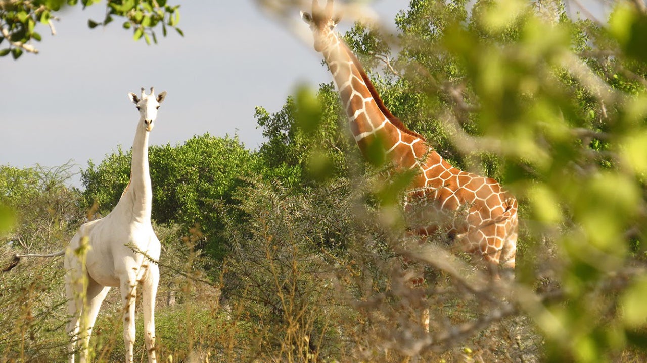 “Unveiling the Rarest Giraffe: The White Giant of the African Savannah ...
