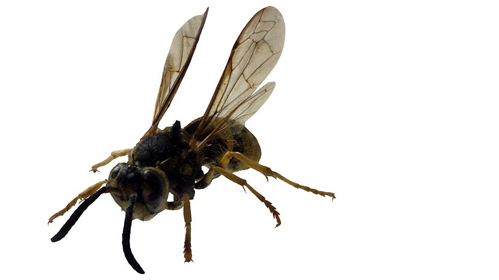 Deadly Insect Stings: A Late Summer Threat | The Weather Channel