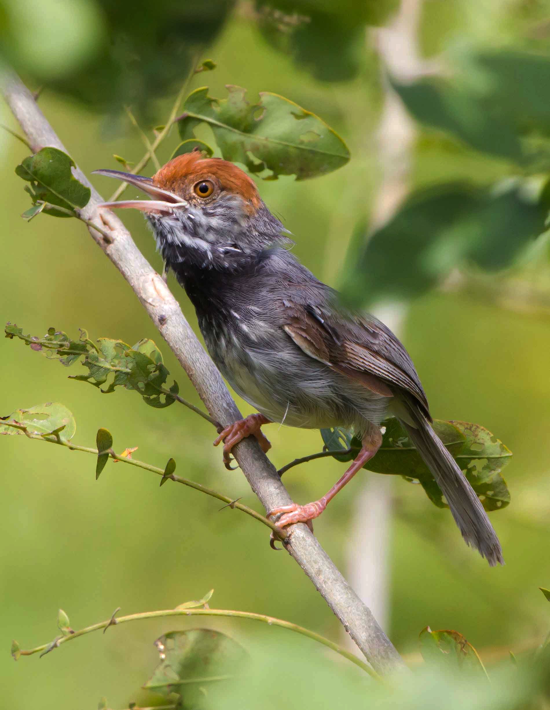 New Bird Species Discovered in Cambodia | Weather.com
