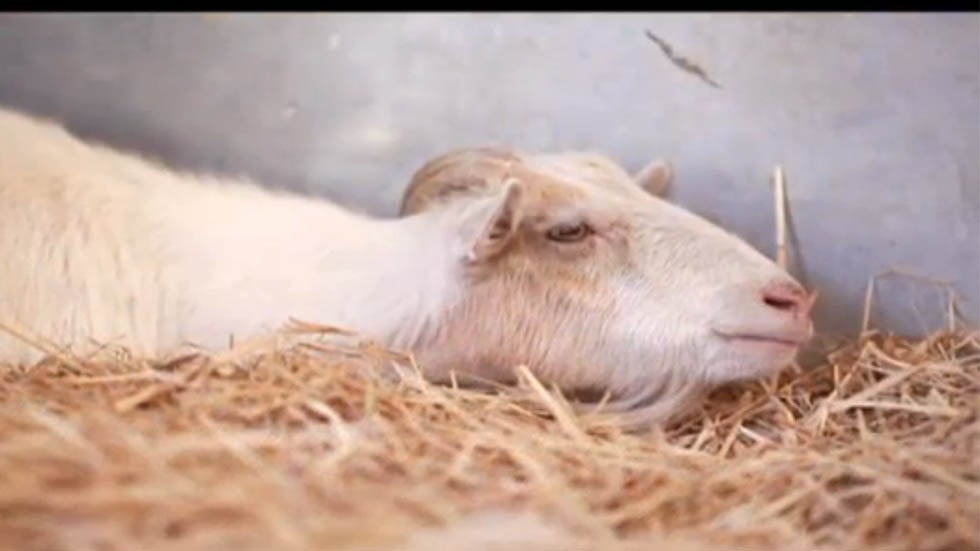 Grieving Goat Ends Hunger Strike After Reunion With His Best Friend ...