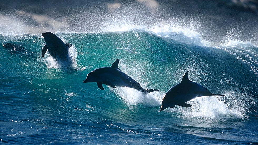 Surfe com golfinhos: 6 destinos para viver essa experiência - SURF HARDCORE