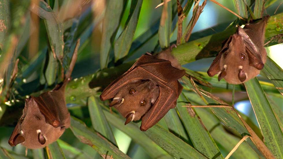 Bats Might Be Source of Deadly MERS Virus | The Weather Channel