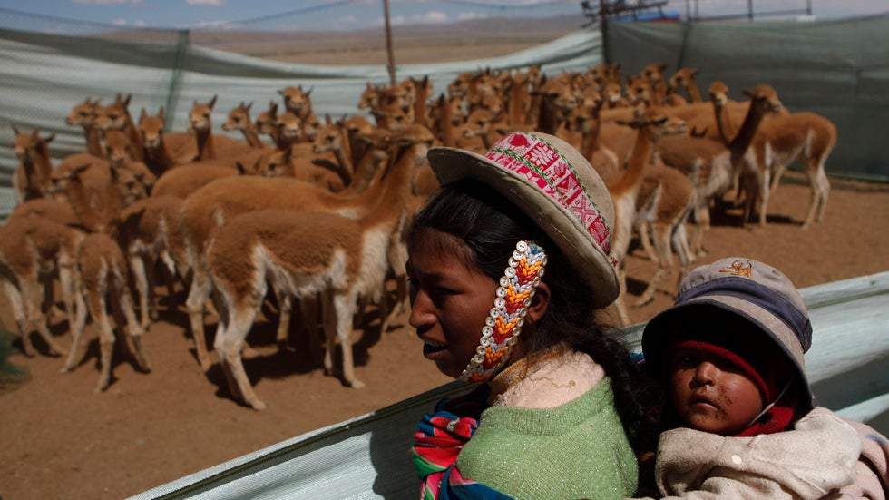 Vicuna Herded in Bolivia for Biennial Shearing (PHOTOS) | Weather.com