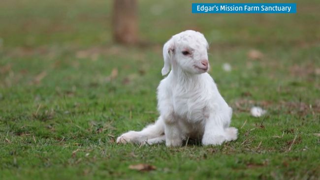 Frost the Goat Takes His First Steps (VIDEO) | The Weather Channel