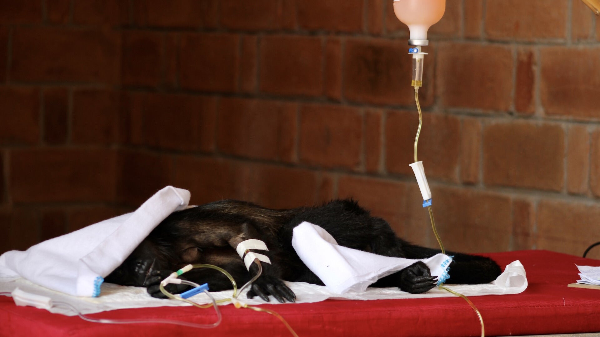 Heat Waves Are Killing Wildlife At Alarming Rates | Weather.com