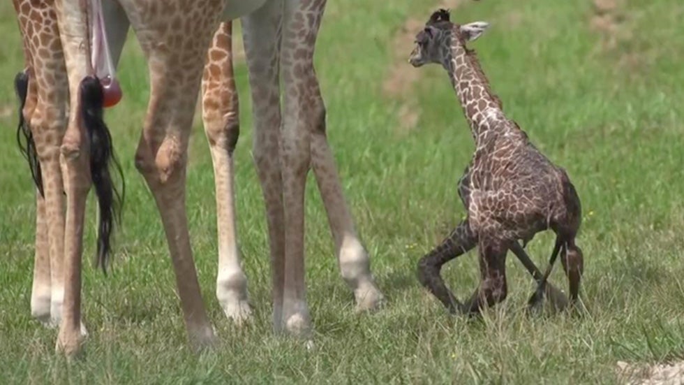 Australian Zoo Workers Blow Bubbles for Giraffes for First Time ...