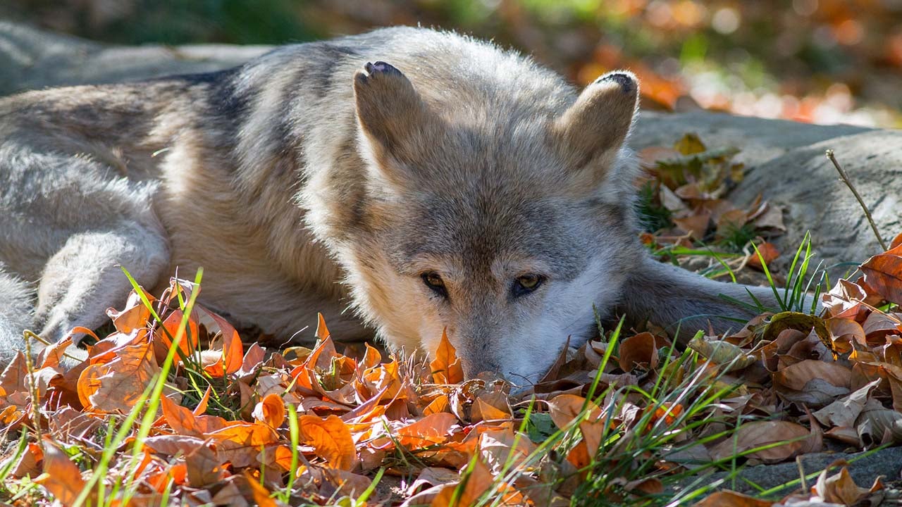 21 Animals Having the Best Fall Ever (PHOTOS) | The Weather Channel