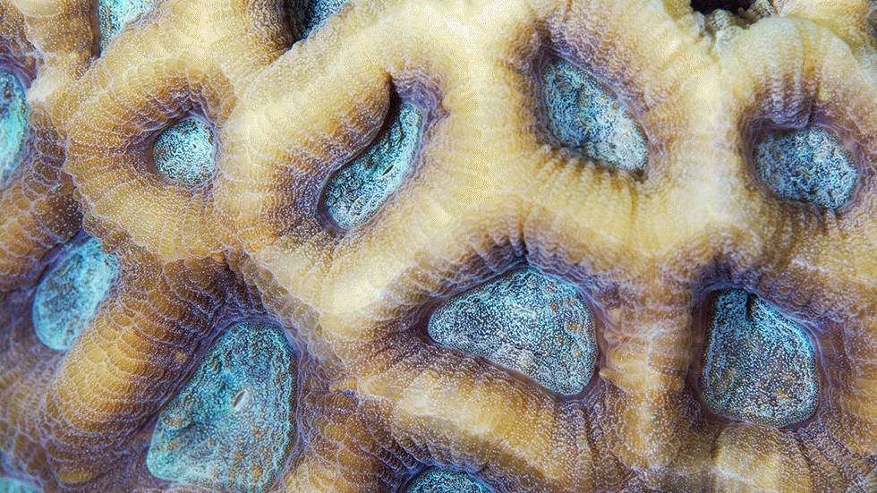 Could Coral Reefs Go Extinct? | The Weather Channel