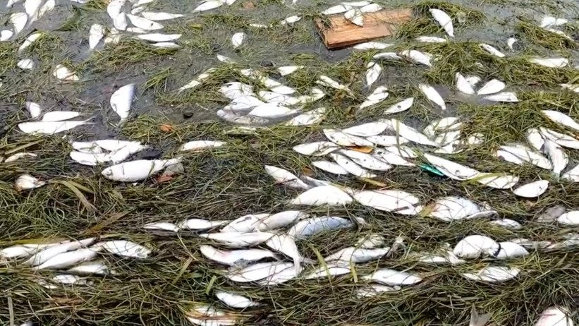 Ghastly Sight on Florida Beach in Elsa's Wake - Videos from The Weather ...