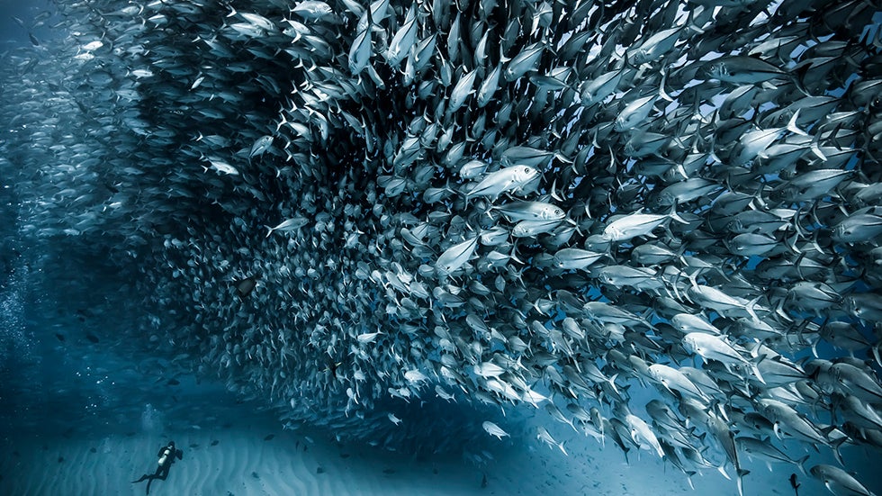 Underwater Photo Contest Captures Beauty of the Deep | The Weather Channel