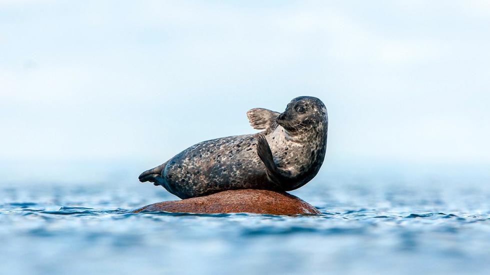 Esta foca risueña te alegrará el día | The Weather Channel