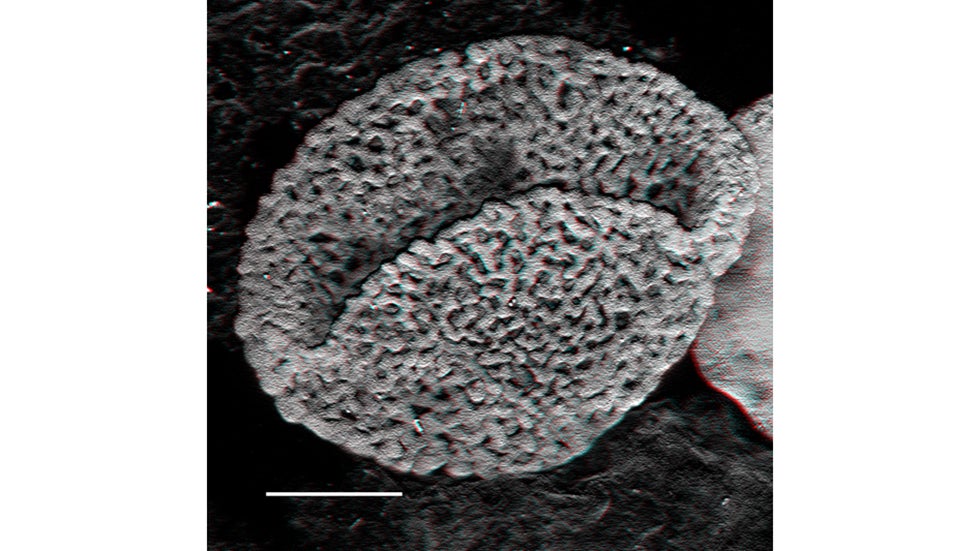 Flowers Bloomed 250 Million Years Ago, New Fossils Show | The Weather ...