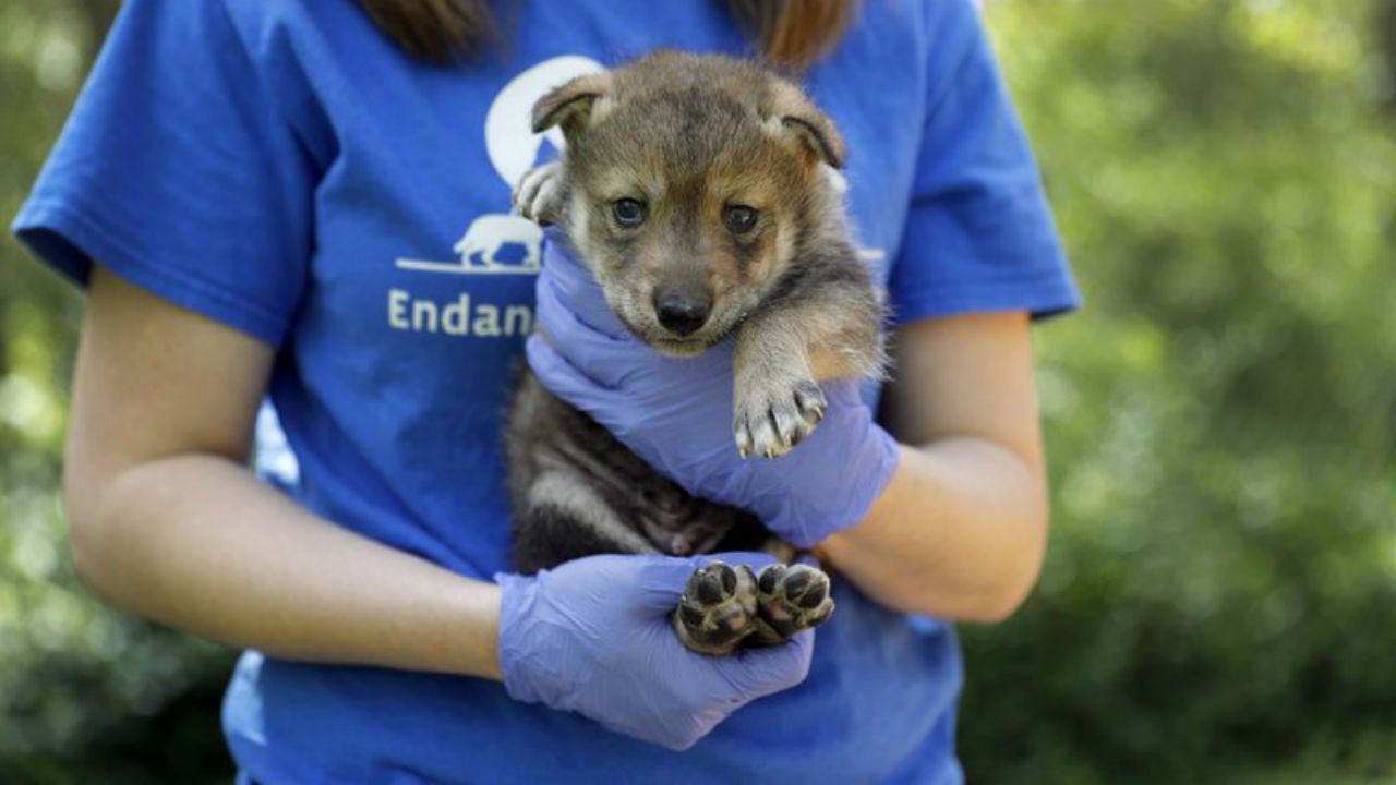 Mexican Wolf Pup Born At St. Louis Wildlife Center Offers New Hope for ...
