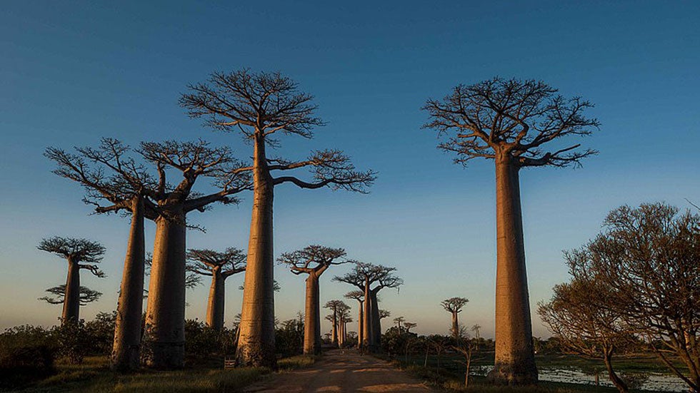 Africa's Massive 'Trees of Life' Likely Being Killed Off by Climate ...