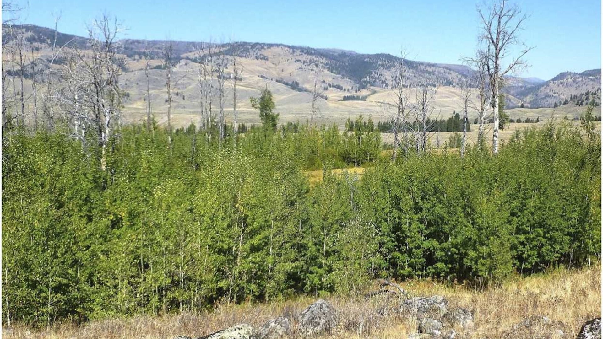 How Wolves Helped Save Yellowstone's Aspens | Weather.com