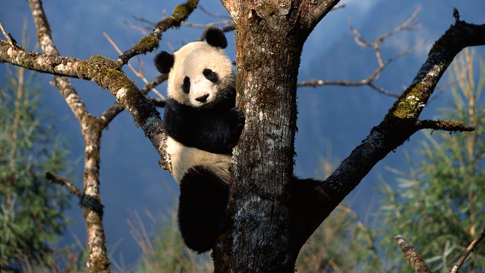 Giant Pandas More Resilient to Change than Other Endangered Animals ...