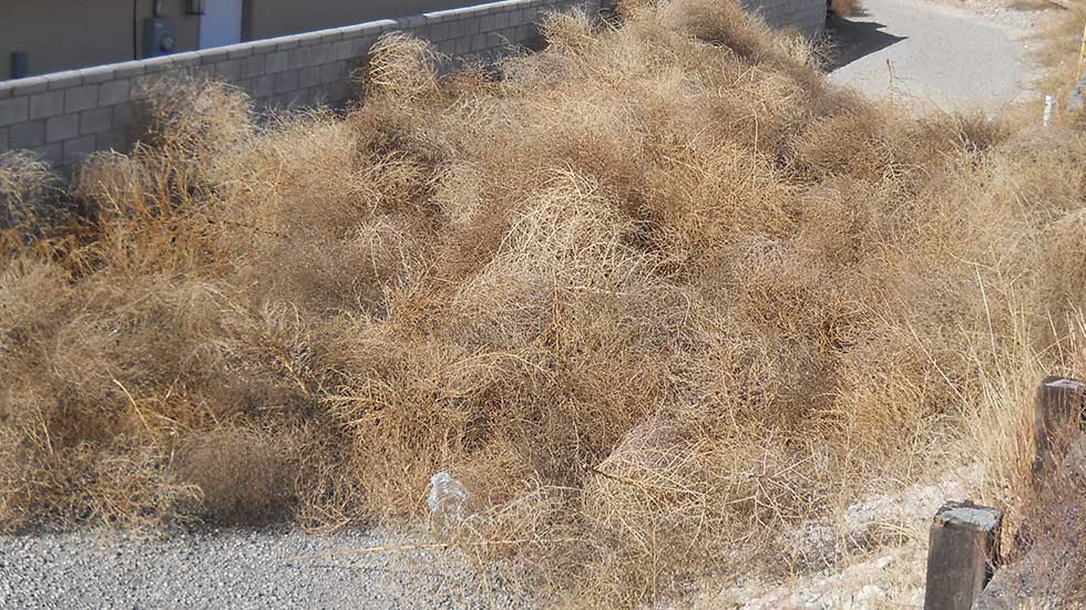 Strong Winds Lead to Piles of Tumbleweeds in the Plains | Weather.com