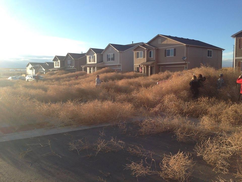 Tumbleweeds Invade Colorado Towns; Residents Call 911 to Get Out of ...
