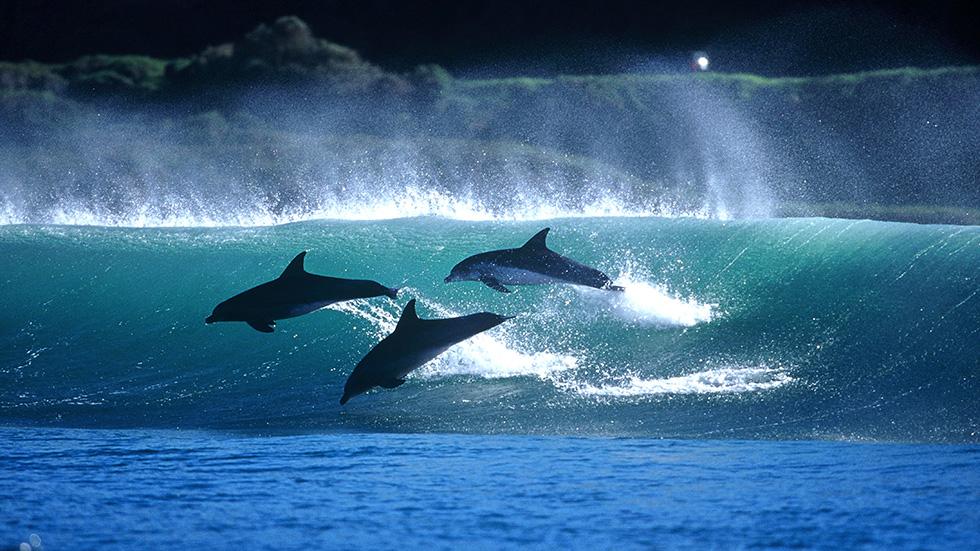 Surfing Dolphins: Incredible Photos by Greg Huglin | The Weather Channel