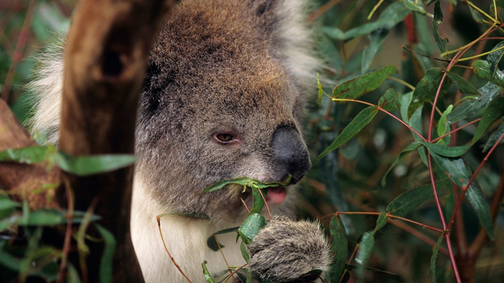 Koalas' Deep Bellows Come From Strange Organ in Throat | The Weather ...