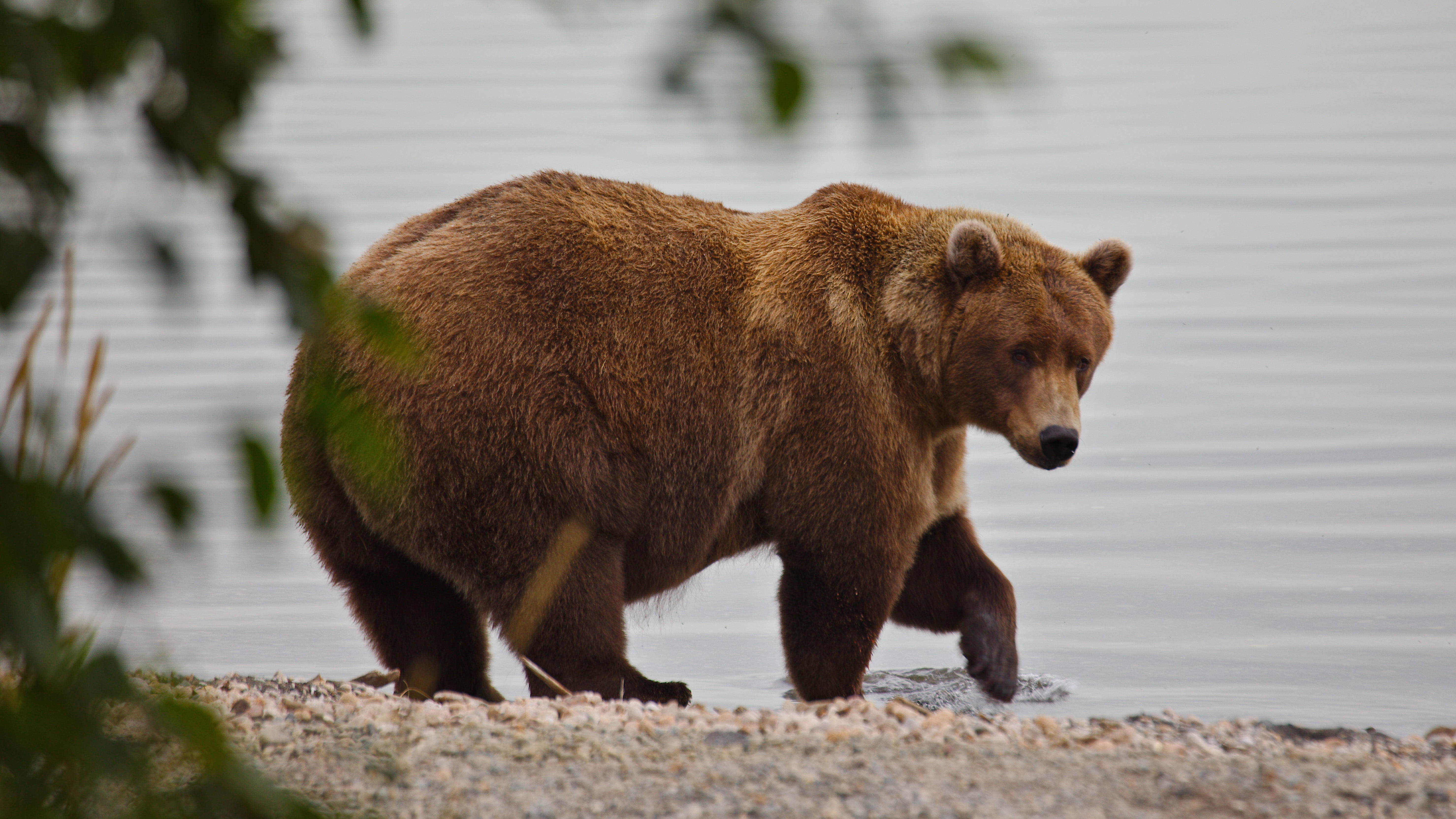 Fat Bear Week Is Here. Meet The Competition | Weather.com