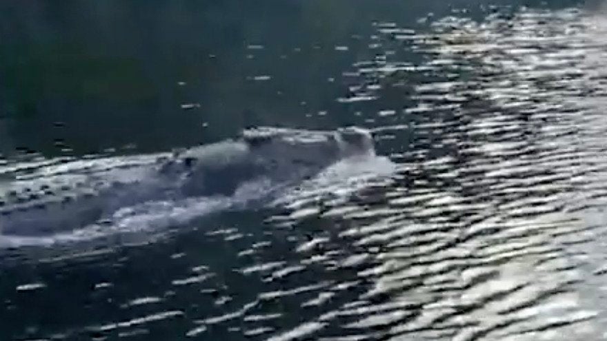 Turns Out Crocodiles Can Swim Disturbingly Fast - Videos from The ...