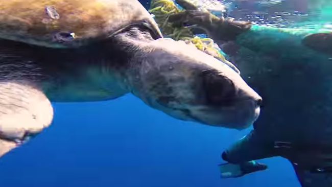 Turtle Hugs Diver, Cameron Dietrich, After Freed From Ropes off Mexico ...