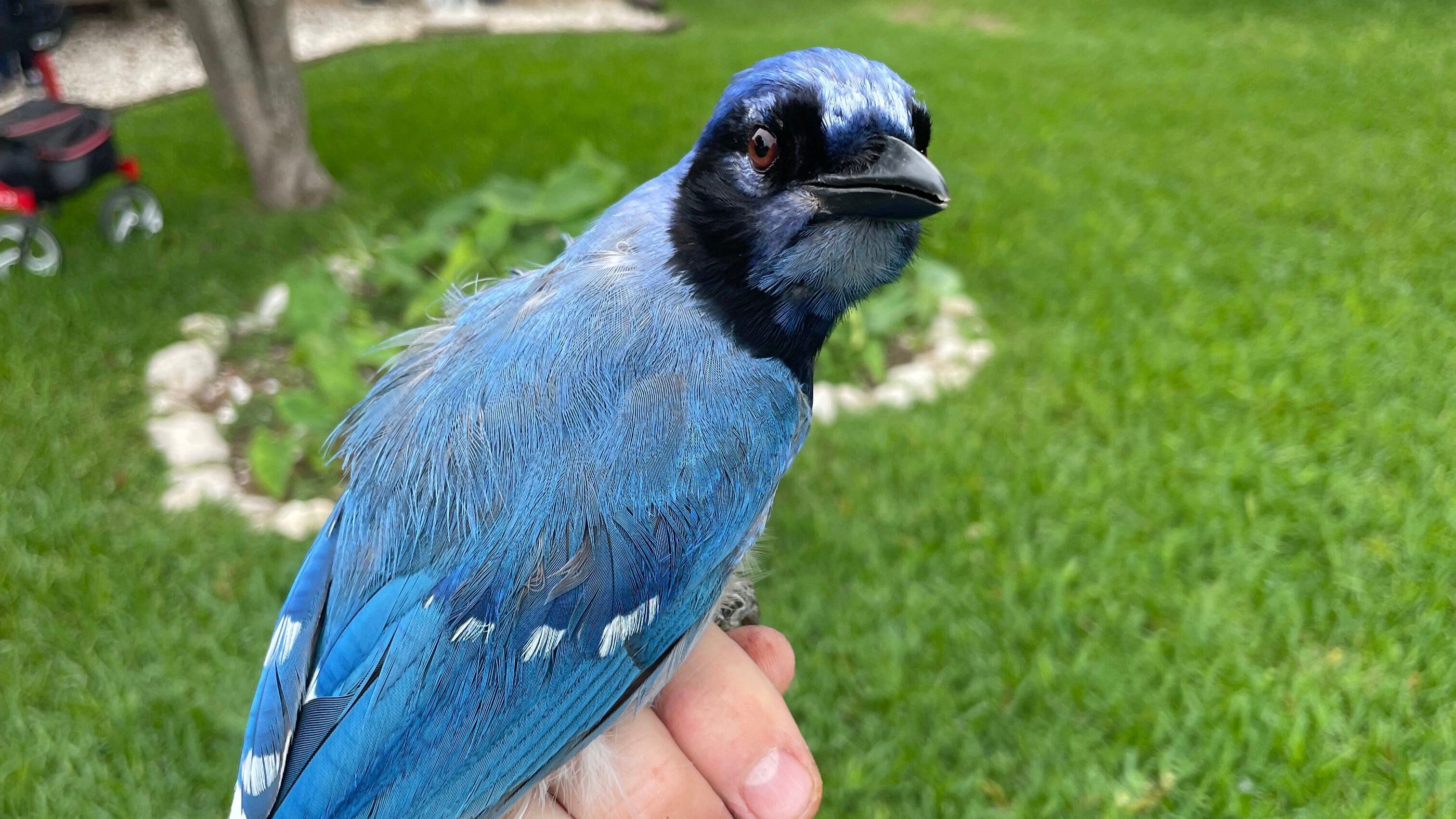 A New Hybrid Bird Species Discovered In Texas | Weather.com