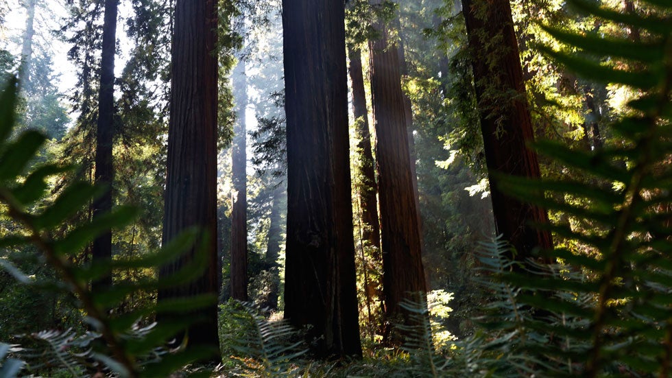 Giant Redwoods Growth Spurt Tied to Climate Change: Study | Weather.com