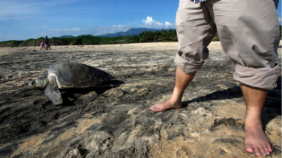 Hundreds of Turtles Arrive on Mexican Beach (PHOTOS) | Weather.com
