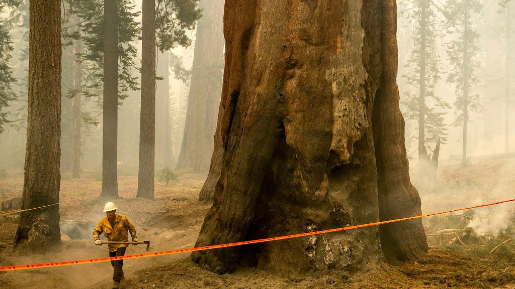 Garnet Fire Burns Through Giant Sequoia Grove | Weather.com