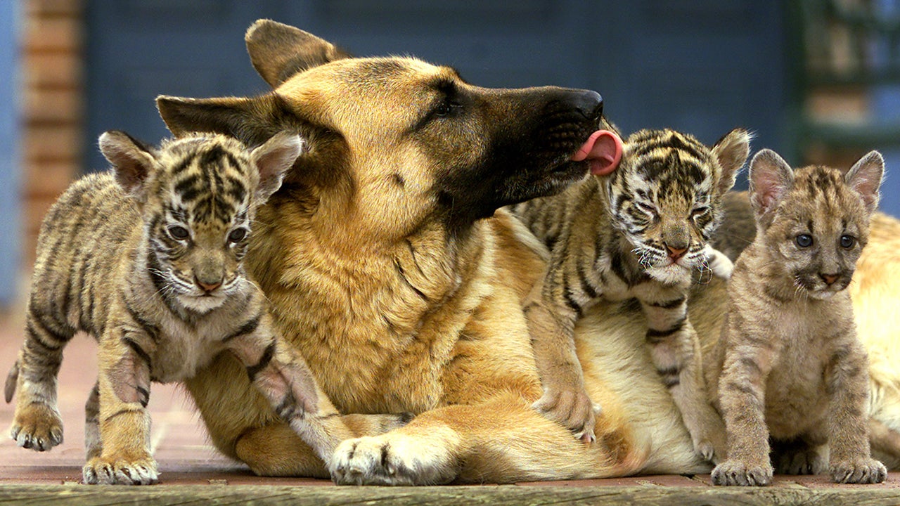 Adorable Animal Friendships: Unlikely Pairings Will Melt Your Heart ...