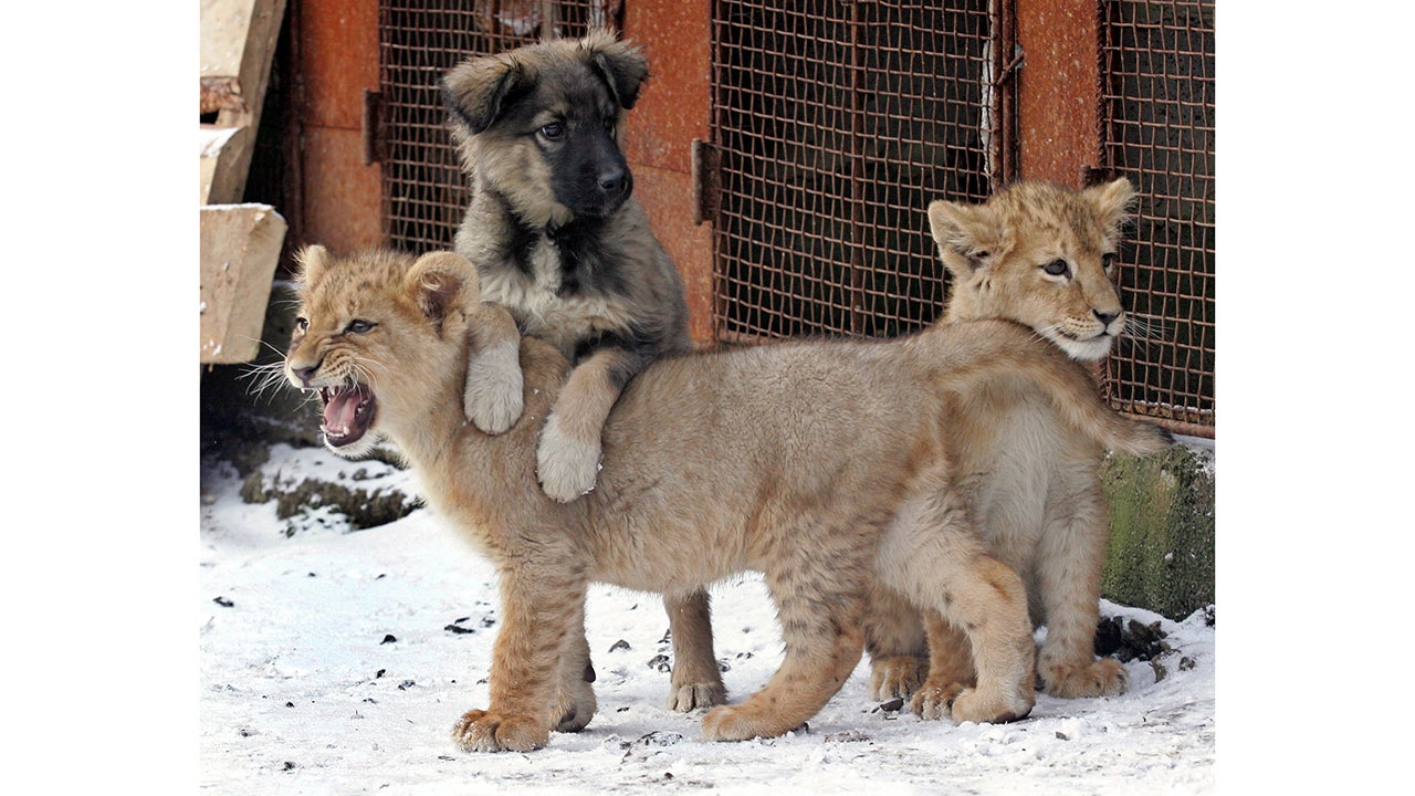 Cutest Animal Friendships Animal Friends GIFs | Tenor