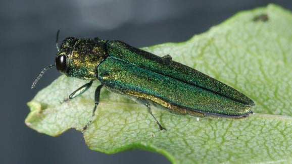 Trees Killed by Invasive Insects Release Huge Amounts of Carbon Dioxide ...