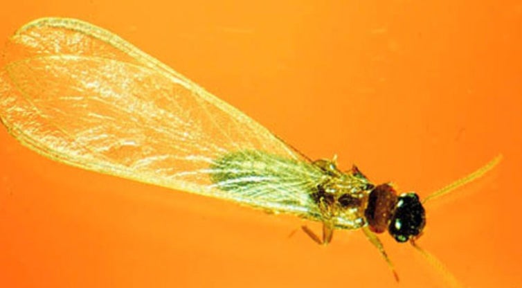 Termites Destroy Trees in South Florida, Creating Storm Hazards | The ...