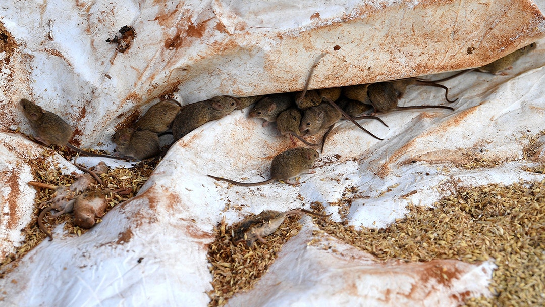 Plague of Mice Overruns Australian Farms After Drought's End Creates ...