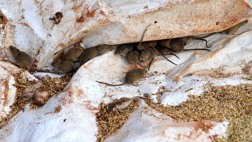 Plague of Mice Overruns Australian Farms After Drought's End Creates ...
