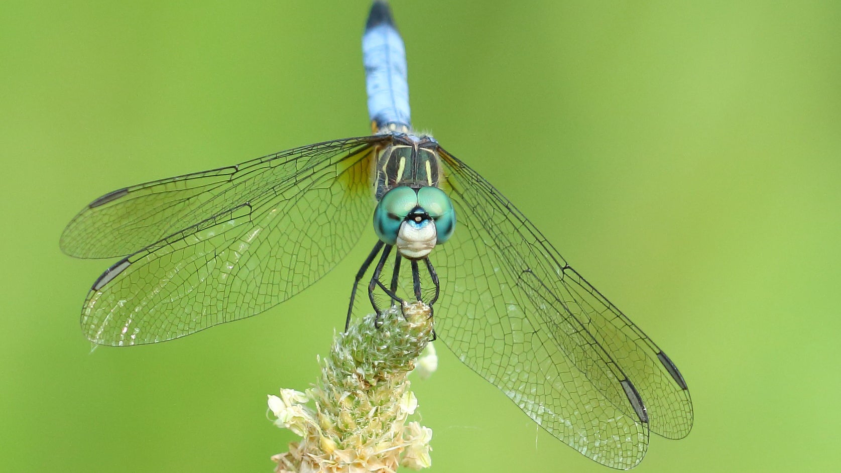 2015 It's Amazing Out There Photo Contest Editors' Picks: Best of Bugs ...
