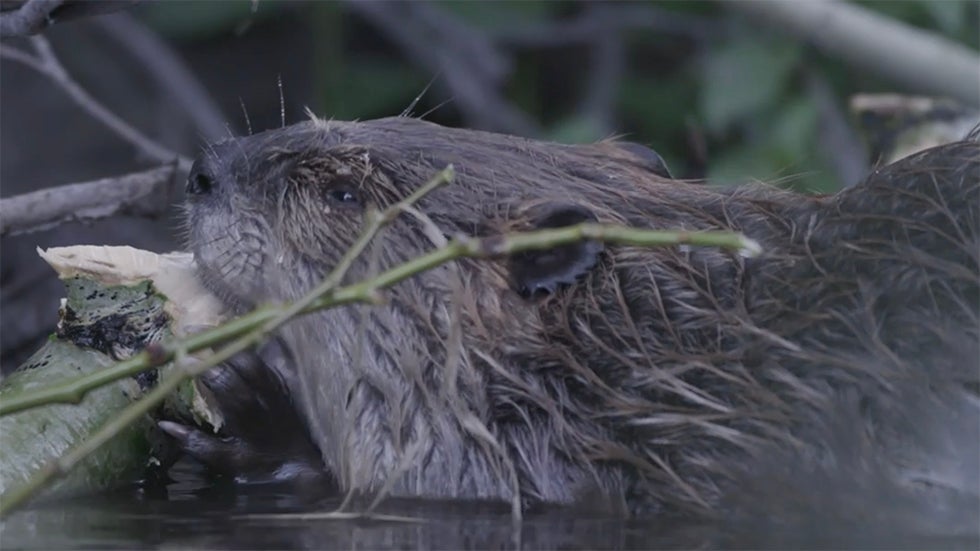 Beavers Are Heat and Climate Heroes - Videos from The Weather Channel