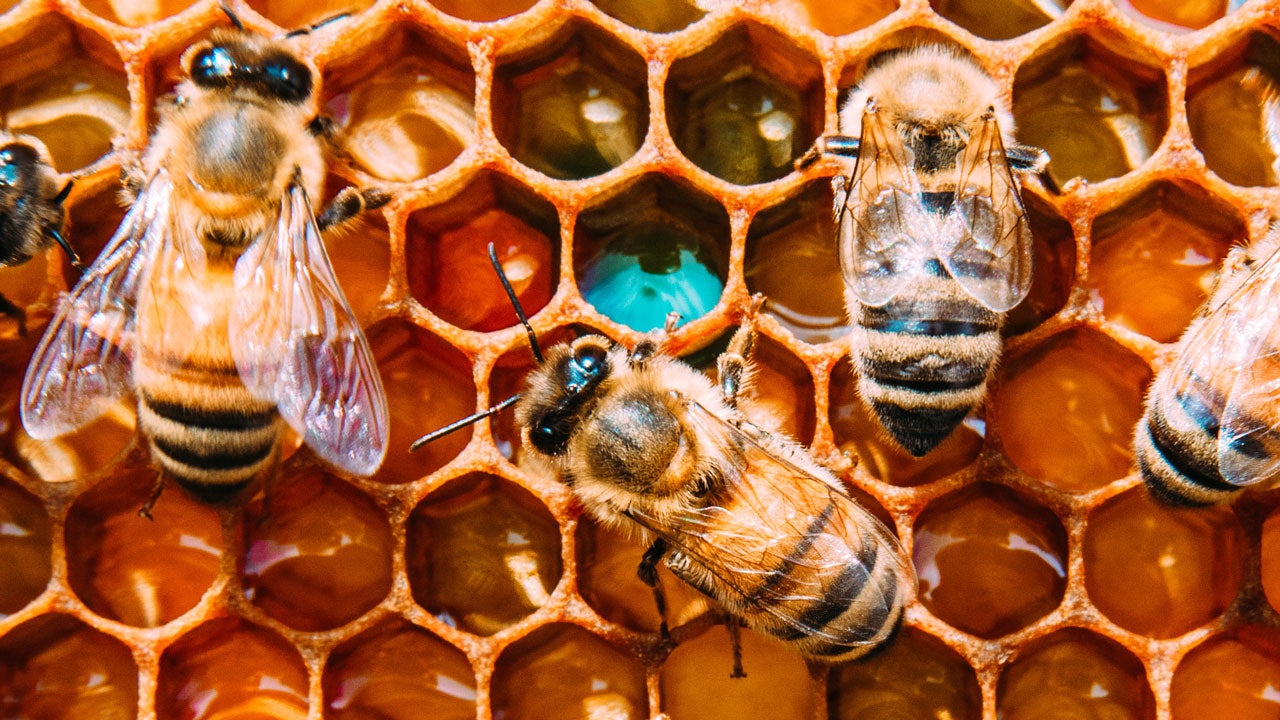 North Carolina, Atlanta Bee Highways Create Communities For Both ...